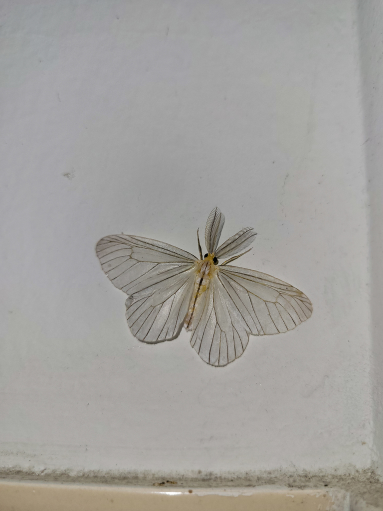 Xenosoma from Nossa Sra. da Conceição, Linhares - ES, Brasil on ...