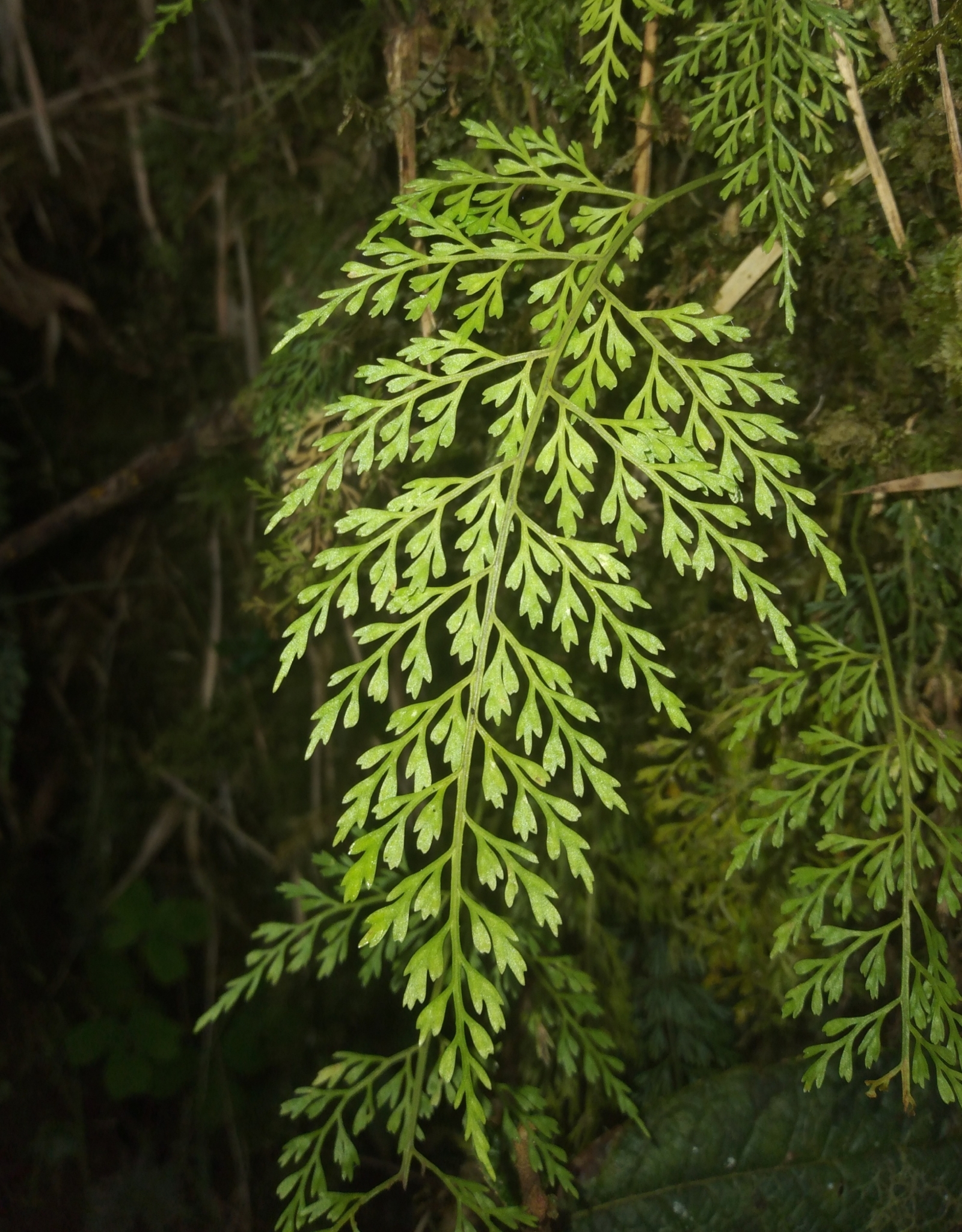 Asplenium fragrans Sw.