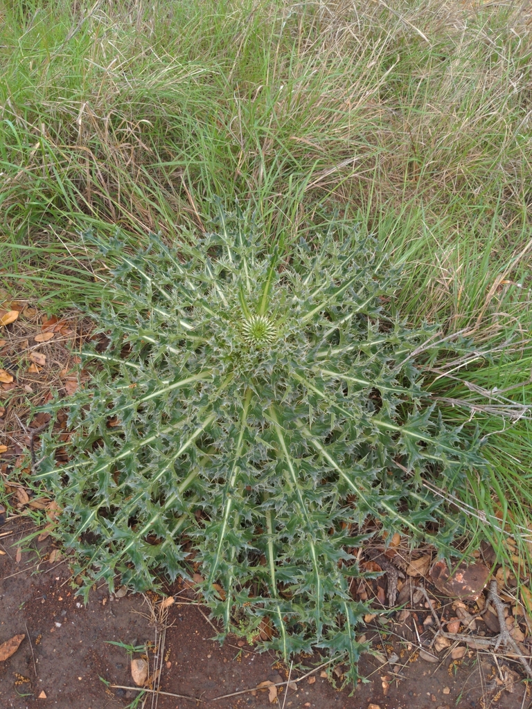musk thistle from Mountain Home, TX 78058, USA on April 30, 2022 at 10: ...