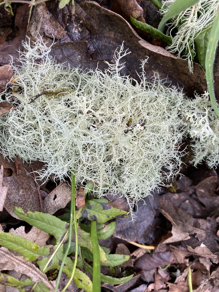 beard lichens from Camassia Natural Area, West Linn, OR, US on April 30 ...