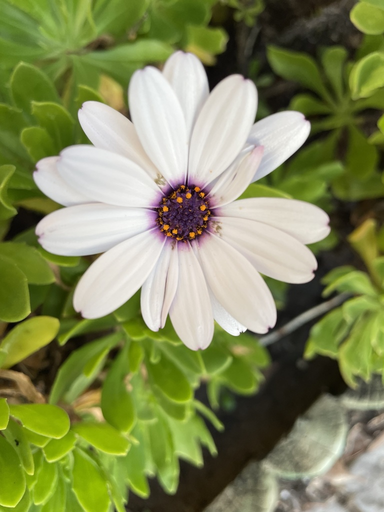 trailing African daisy from Steenbras Street, Brenton-on-Sea, WC, ZA on ...