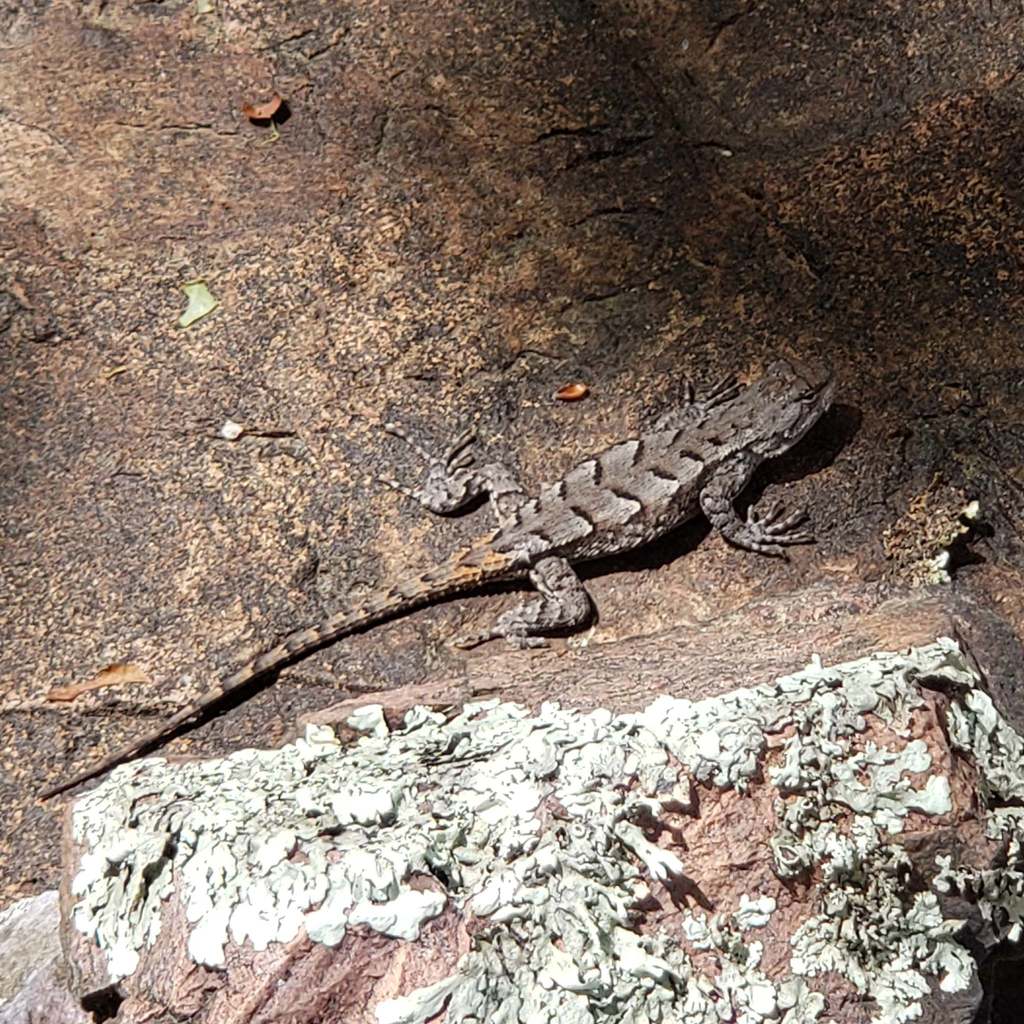 Prairie Lizard from Washington County, MO, USA on May 07, 2020 at 01:09 ...