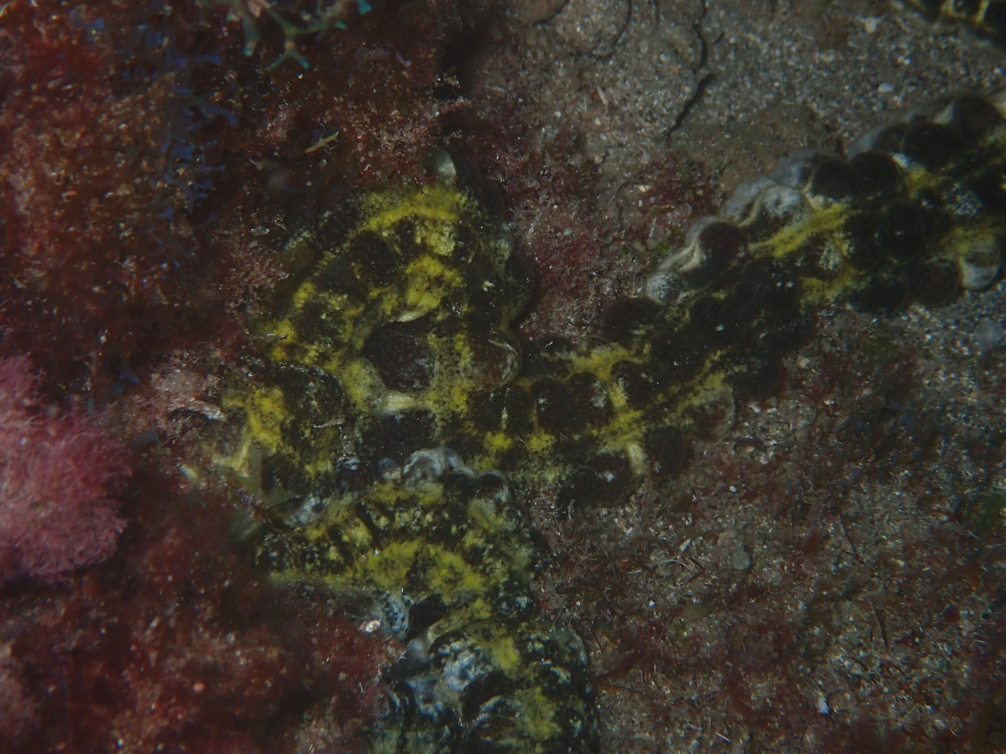 Euapta lappa (J.Müller, 1850)