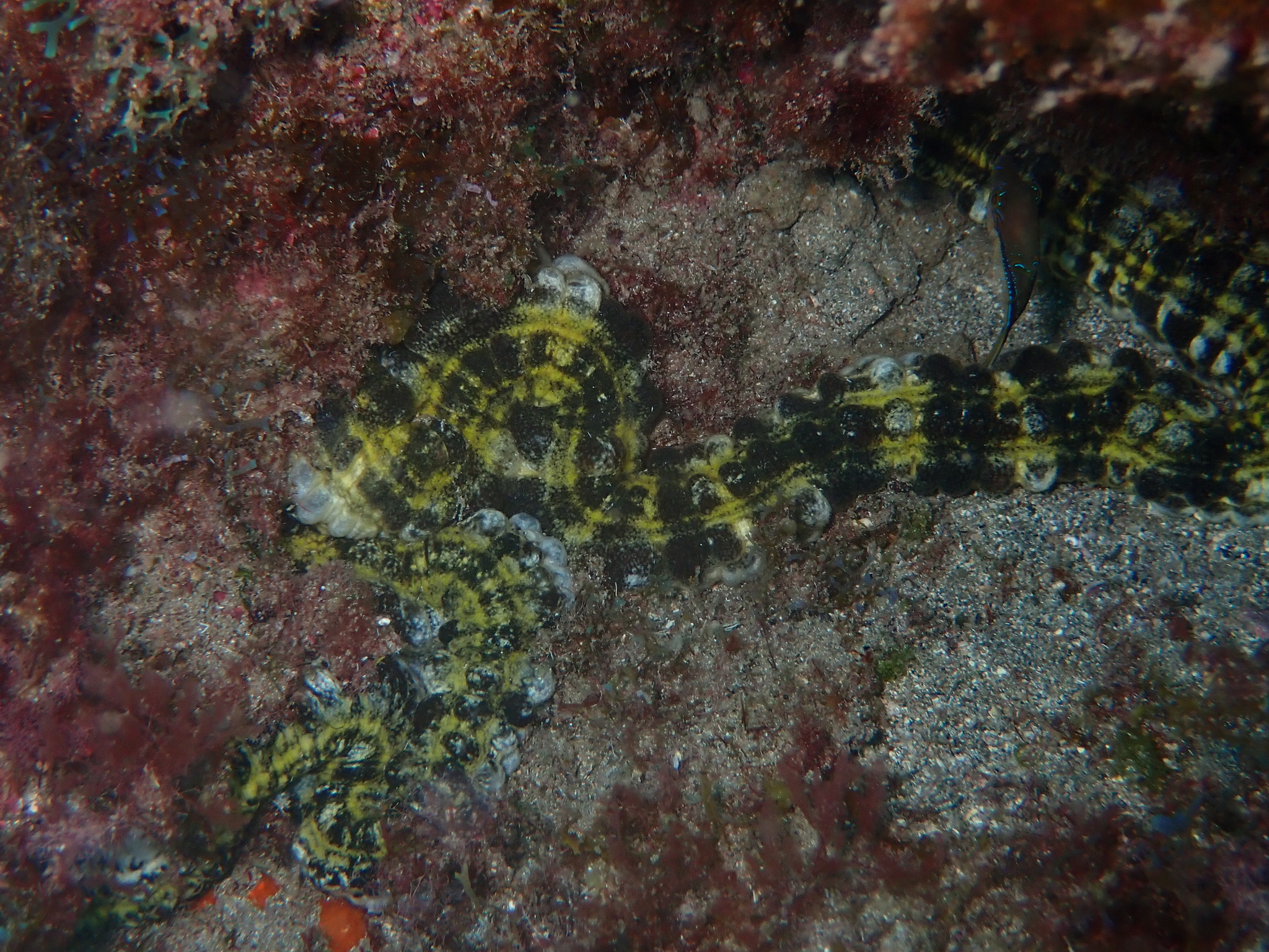 Euapta lappa (J.Müller, 1850)