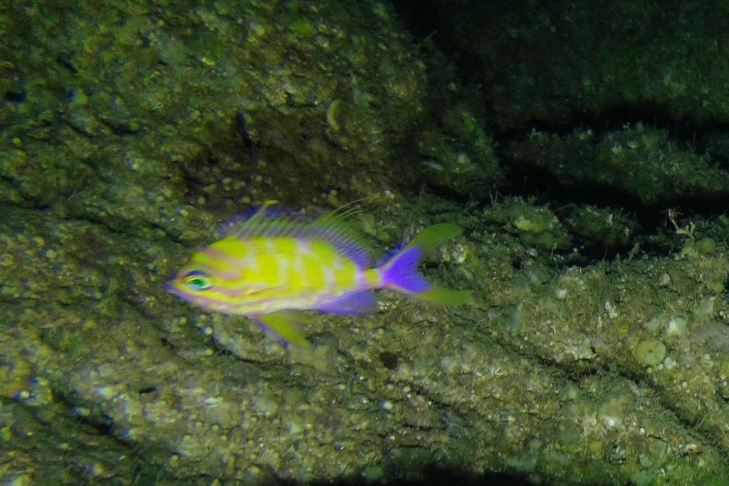 Checked swallowtail in April 2013 by rov_ryan. DSC03000 filmed from a ...