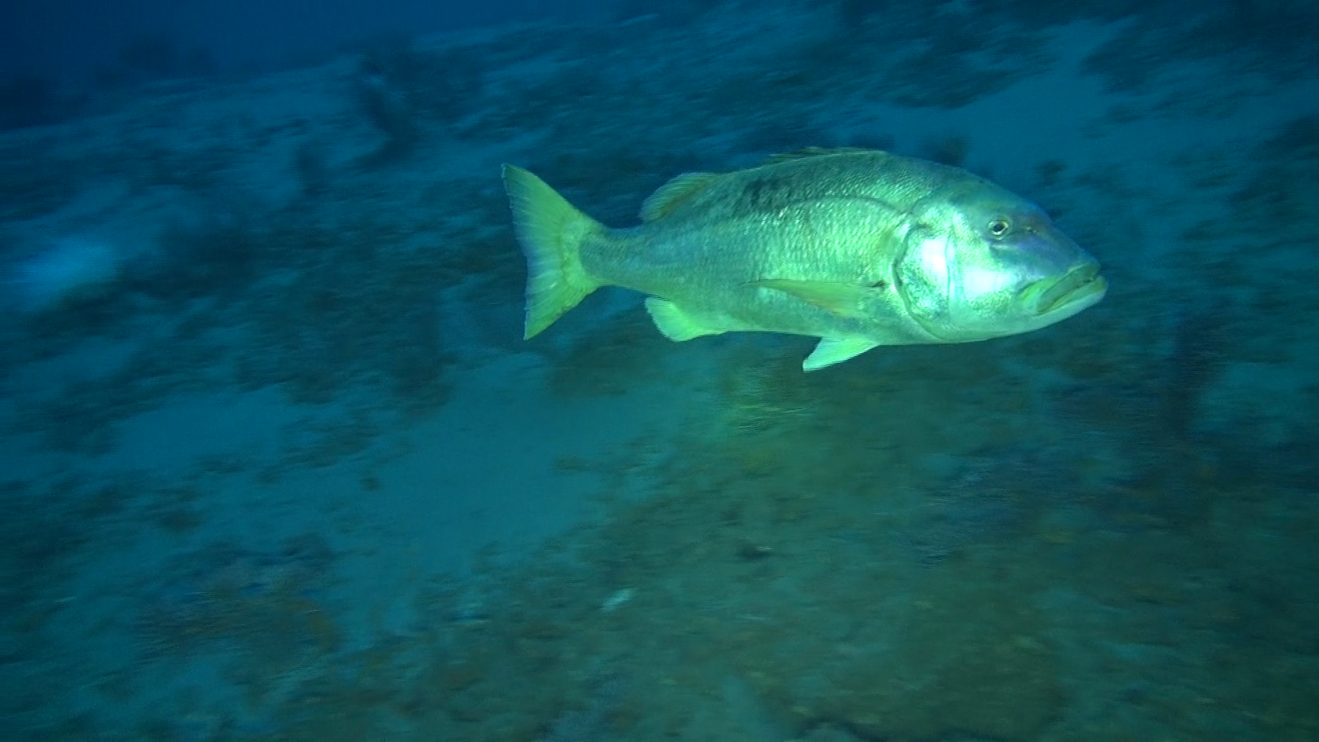 Petrus rupestris (Valenciennes, 1830)