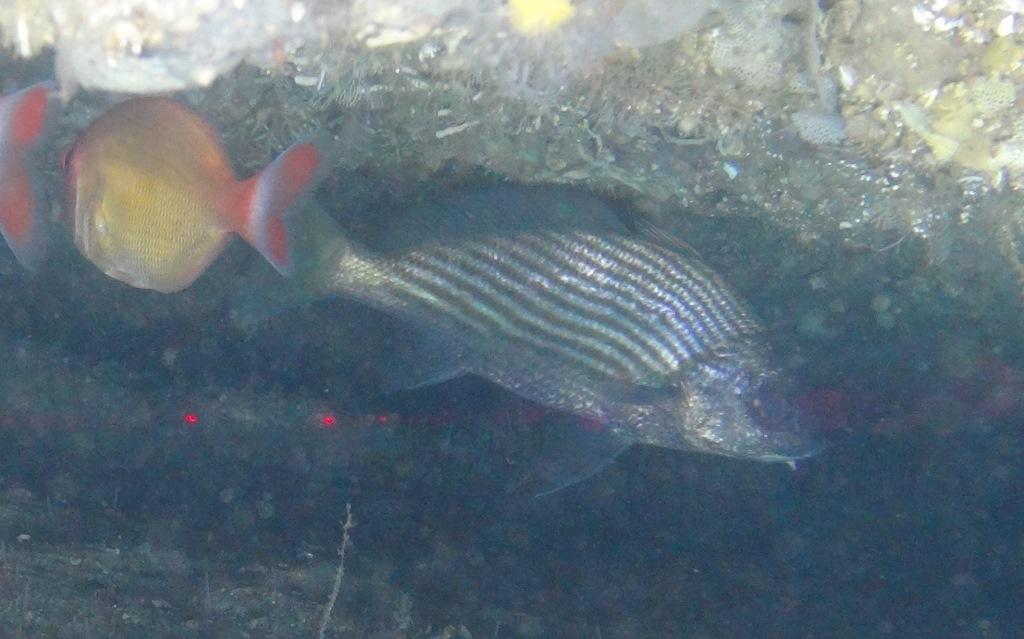 Umbrina canariensis Valenciennes, 1843