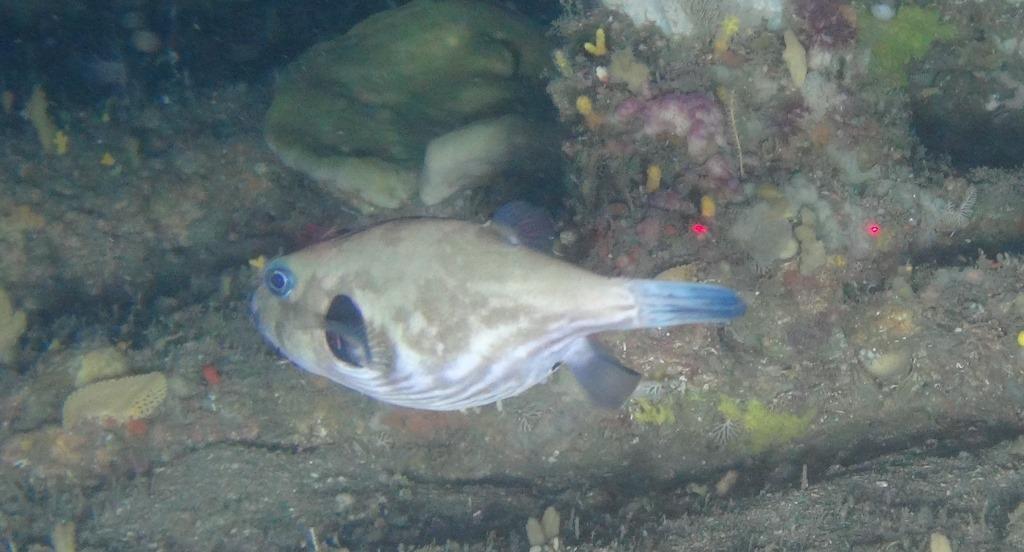Belly-striped Puffer in June 2014 by rov_ryan. Puffer · iNaturalist