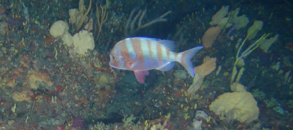 Chrysoblephus lophus (Fowler, 1925)