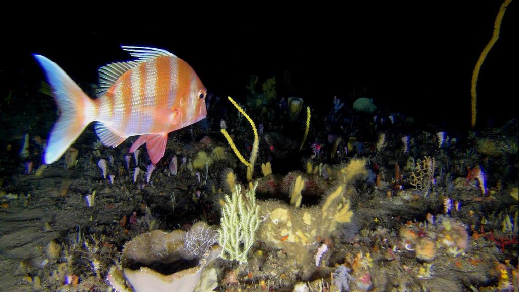 False Englishman (Chrysoblephus lophus) - Marine Life Identification