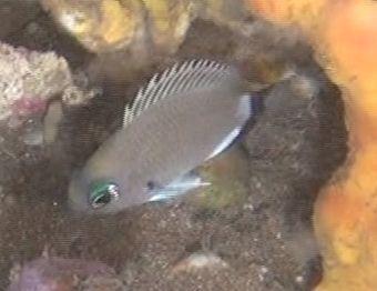 Grey Chromis (Chromis axillaris) · iNaturalist