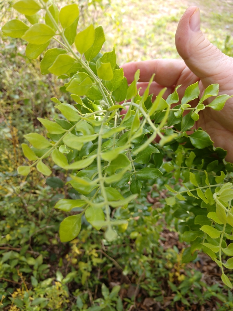 Amyris madrensis from Pharr, TX 78577, USA on April 30, 2022 at 10:29 ...