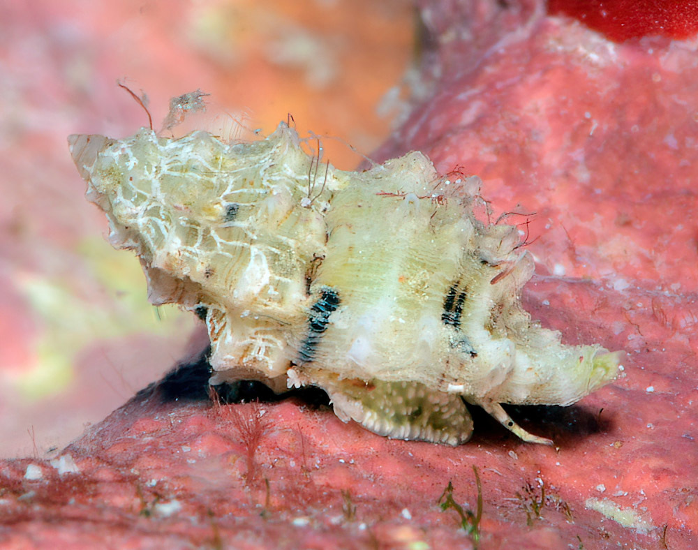 Cytharomorula Kuroda, 1953