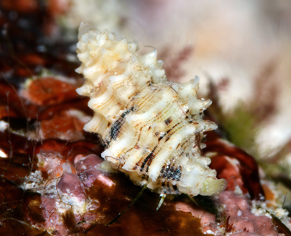 Cytharomorula Kuroda, 1953