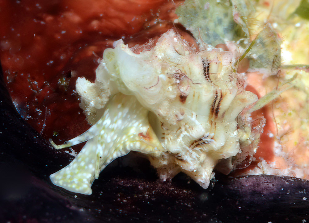 Cytharomorula Kuroda, 1953