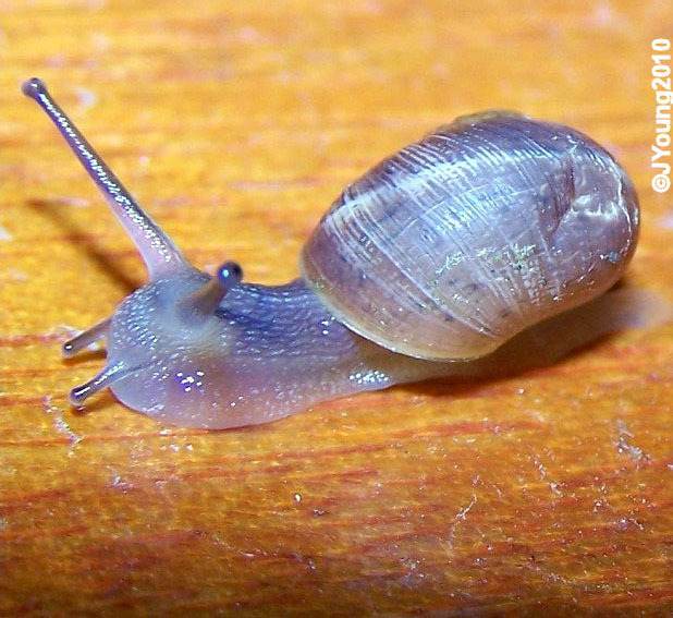 Garden Snail from 1113, Blousysie St on October 07, 2007 by joanyoung ...
