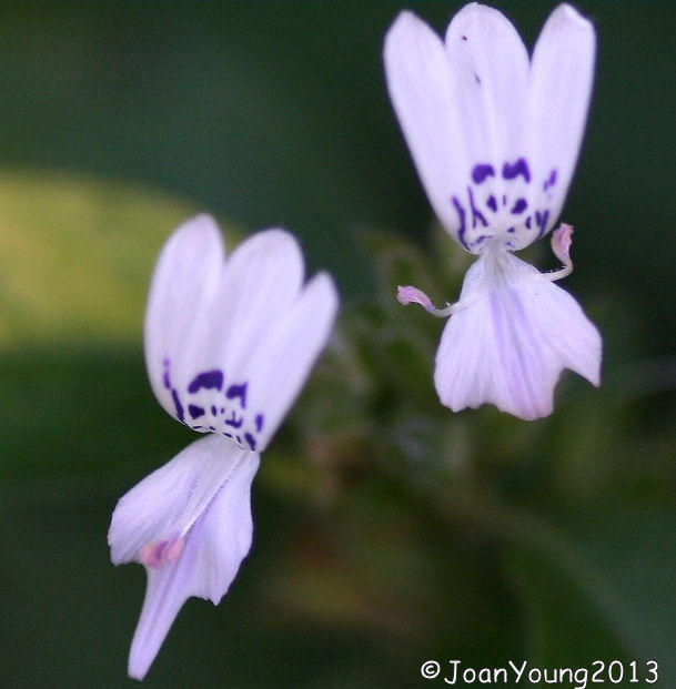 White Ribbon Flower (Biodiversity of Fairy Glen Private Nature Reserve ...