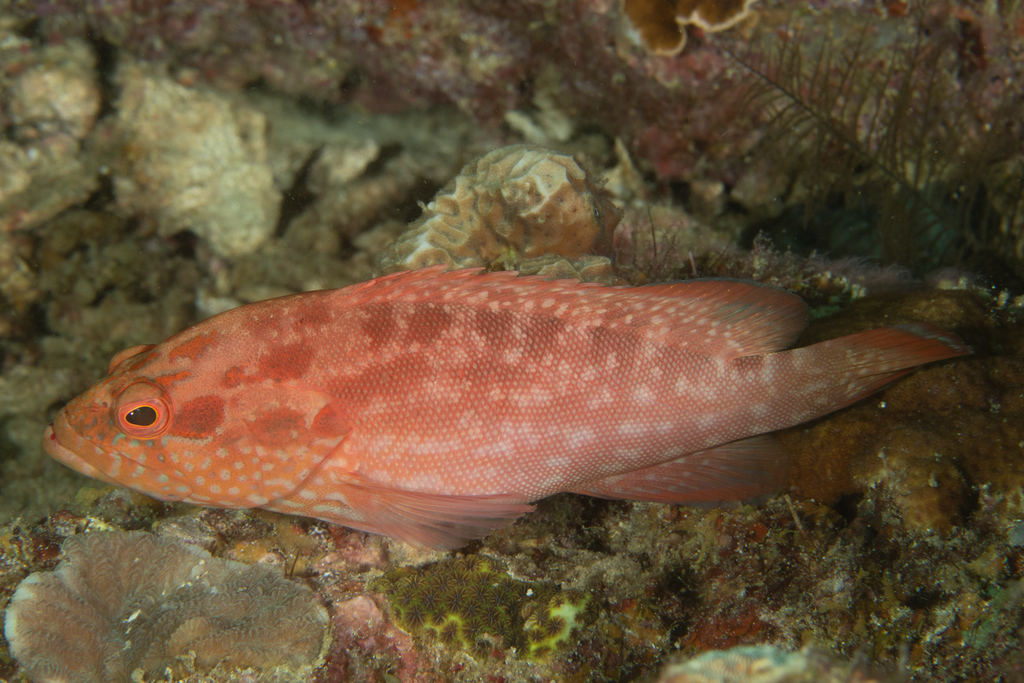 Strawberry Grouper (Cephalopholis spiloparaea) - Marine Life Identification