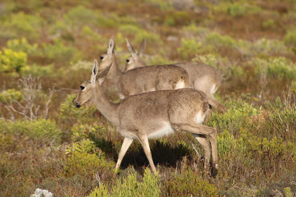 Grey Rhebok from Cape Point, Cape Town, South Africa on April 30, 2022 ...