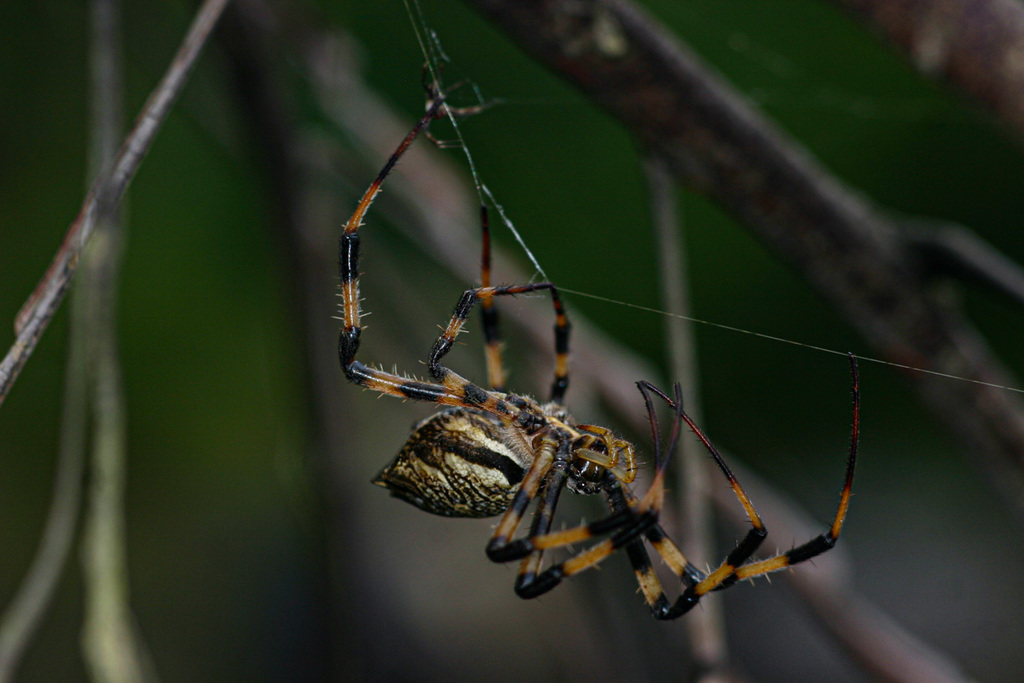 African Hermit Spider from Nhandare river, lower slopes Mt Gorongosa ...