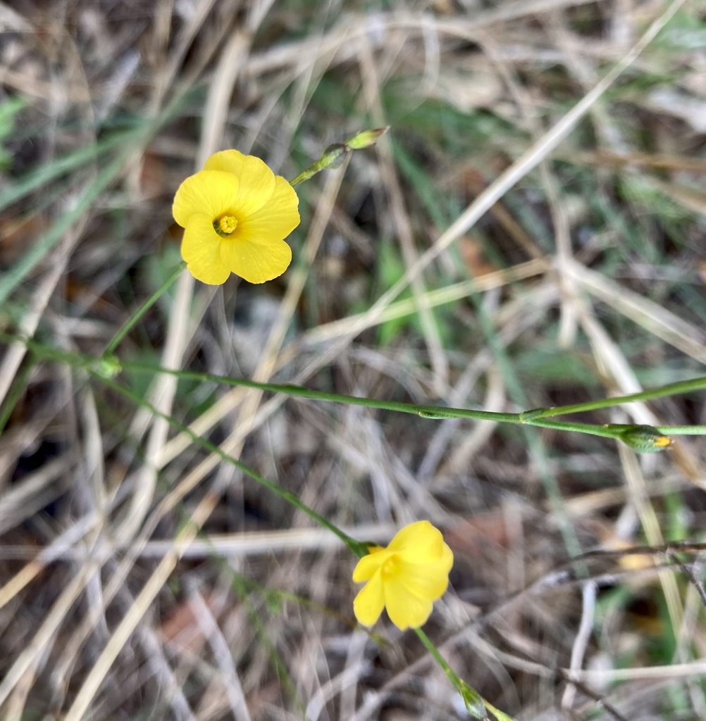 Rock Flax from Gold Canyon Park, San Antonio, TX, US on April 30, 2022 ...