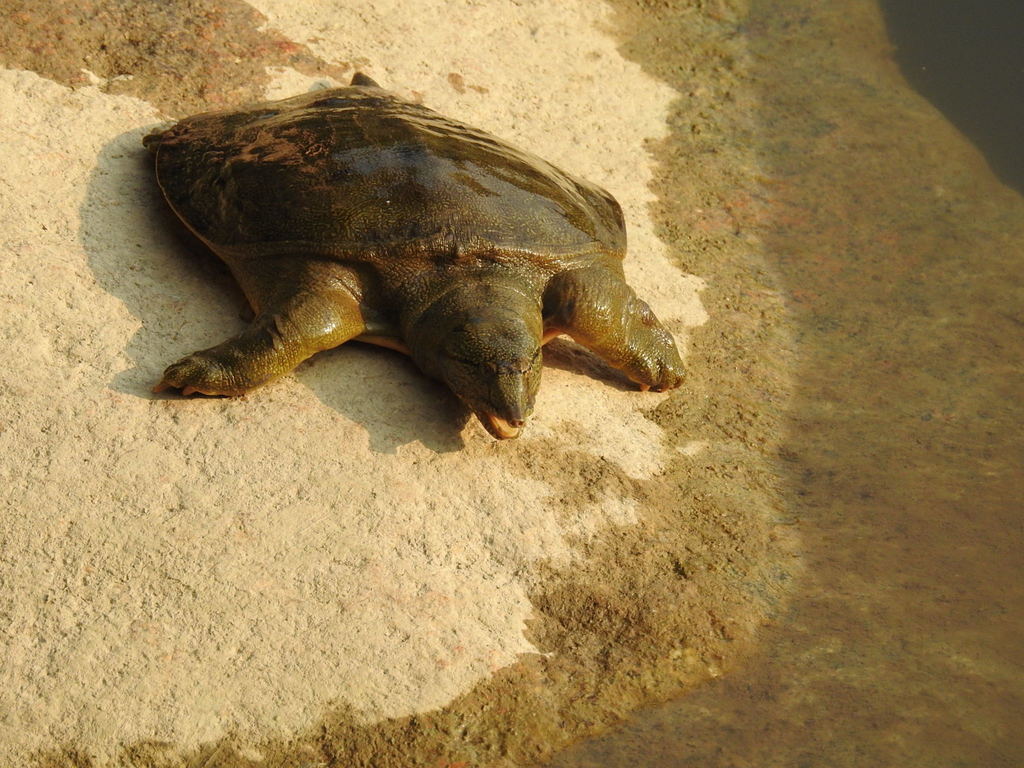 Chinese Softshell Turtle from 대한민국 대구광역시 달서구 on June 06, 2018 at 05:57 ...