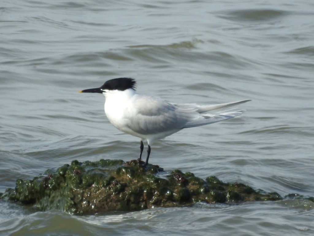 Sandwich Tern from Hightown, Liverpool, UK on April 30, 2022 at 08:00 ...