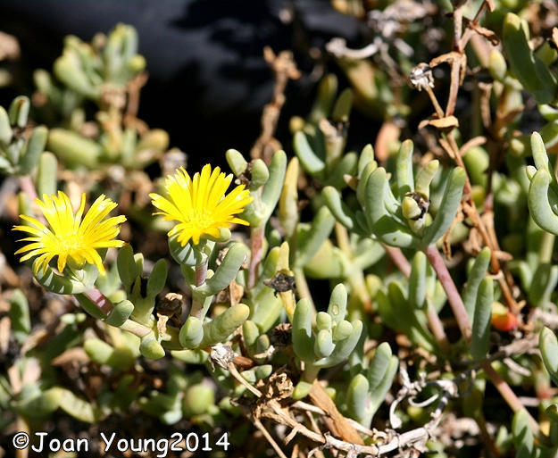 rocky point ice plant (Malephora lutea) - Botanical Realm