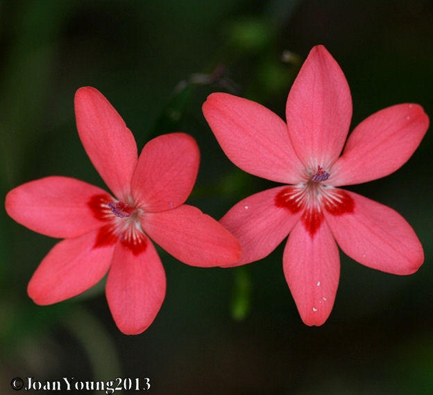 Freesia laxa laxa (Madeira Pflanzen Einkeimblättrige ohne Gräser ...