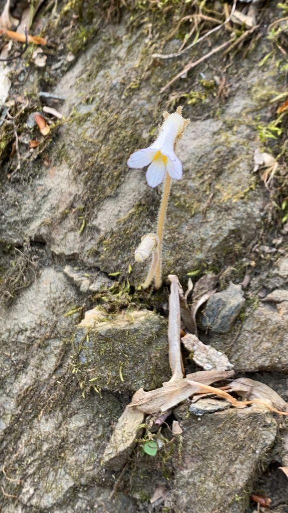 one-flowered cancer-root from Catonsville on April 30, 2022 at 03:03 PM ...
