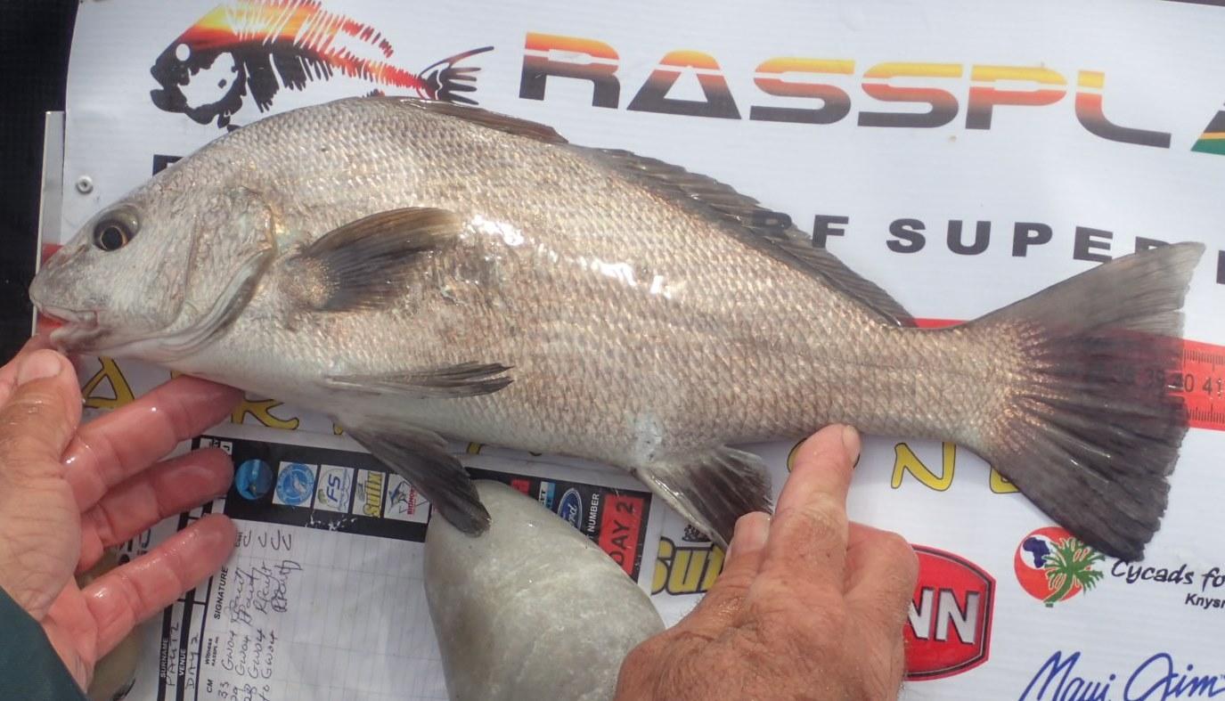 Umbrina canariensis Valenciennes, 1843