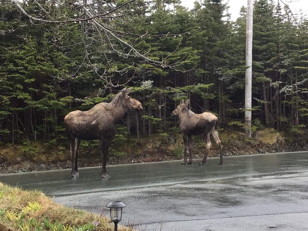 Eastern Moose from Quigley's Ln, Torbay, NL, CA on April 30, 2022 at 04 ...