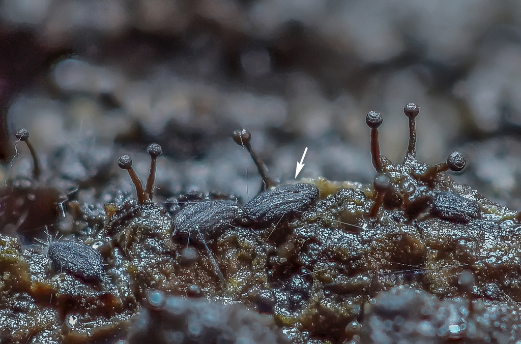 Licea operculata (protozoans of the USA) · iNaturalist