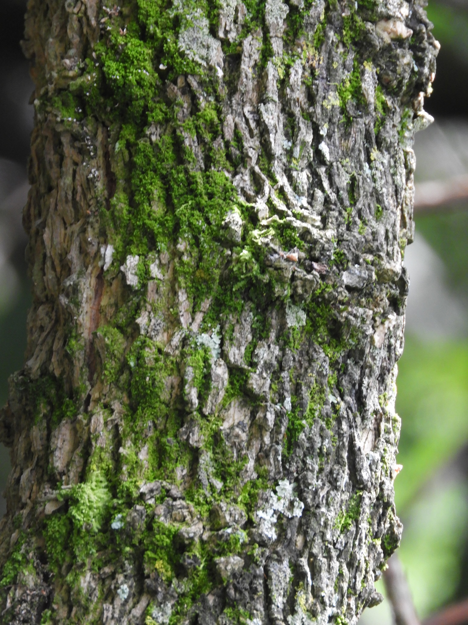 Acnistus arborescens (L.) Schltdl.