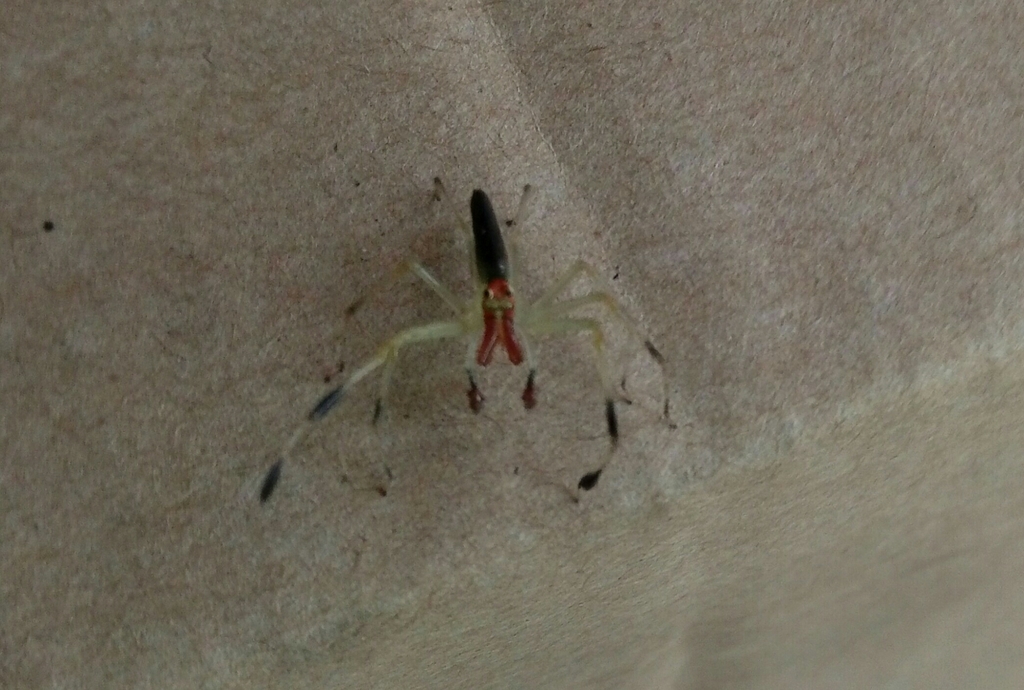 Translucent Green Jumping Spiders from Unnamed Road, Lourdes, El ...