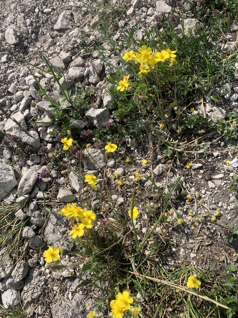 dwarf rock-roses from Plavecký Mikuláš, Bratislava, SK on April 30 ...
