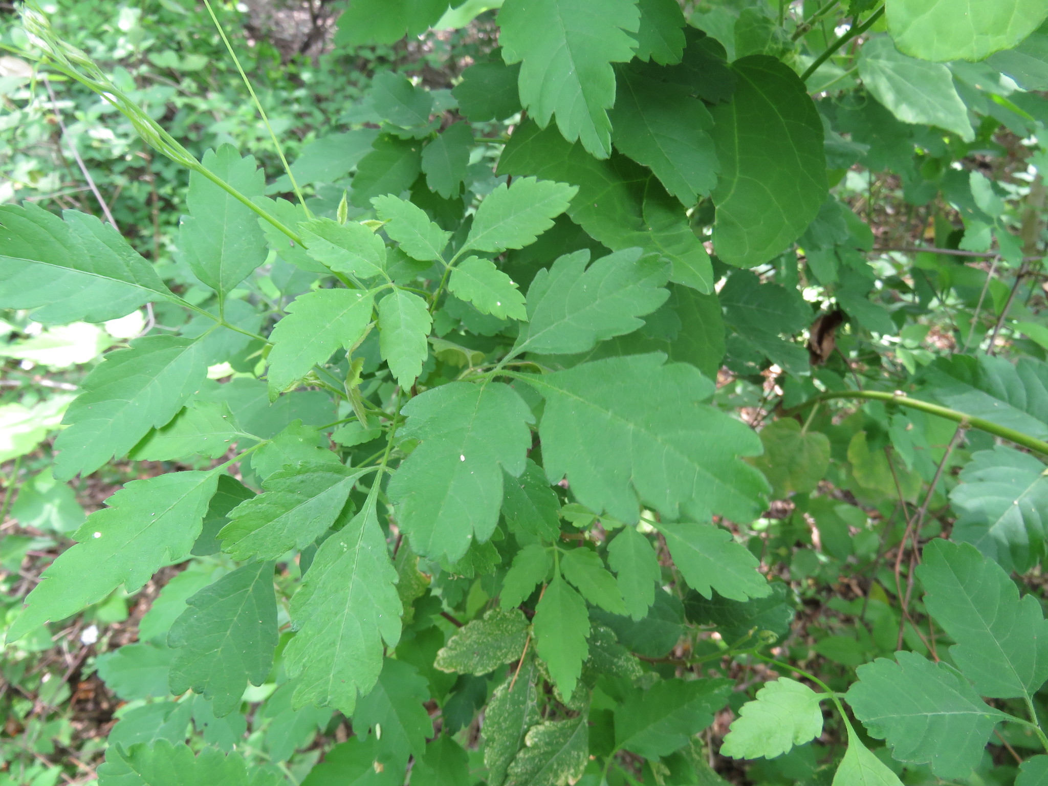 Urvillea ulmacea Kunth