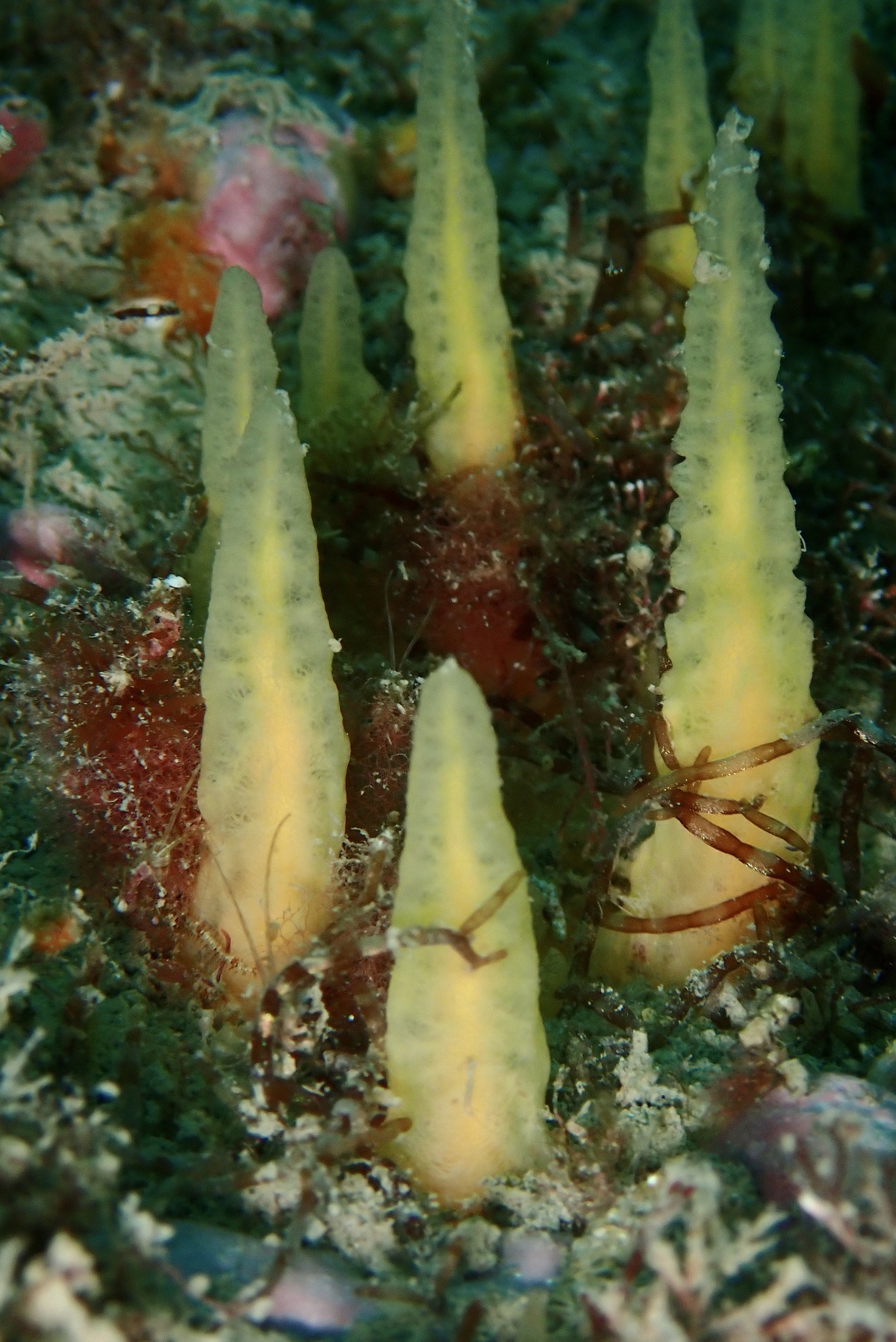 Ciocalypta Bowerbank, 1862
