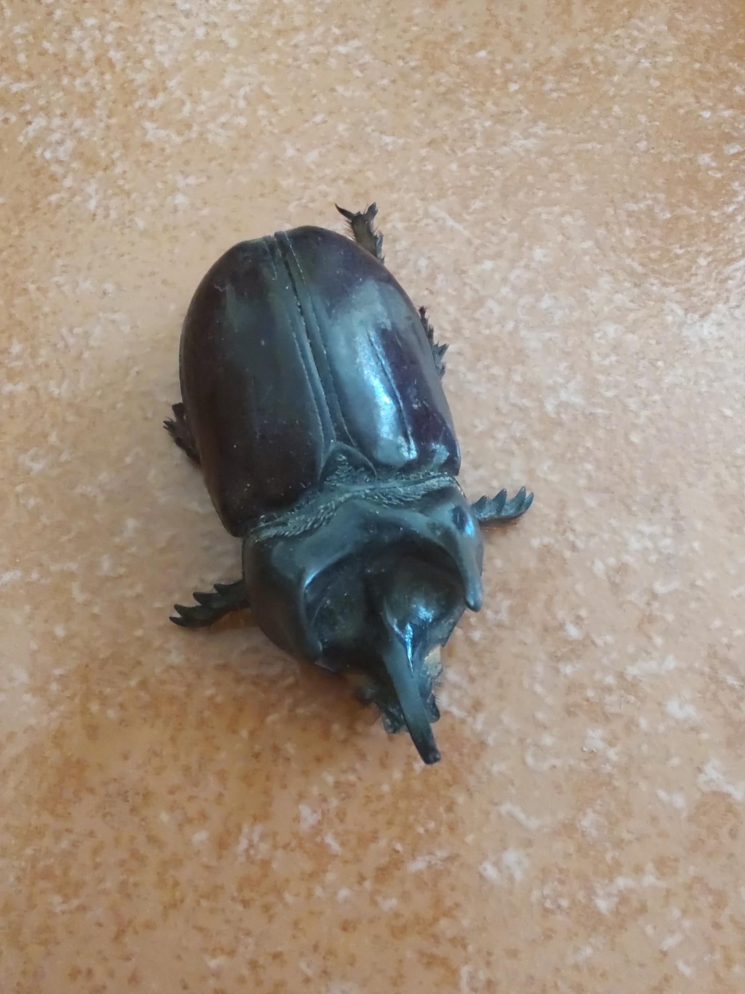 Strategus aloeus (Linnaeus, 1758)