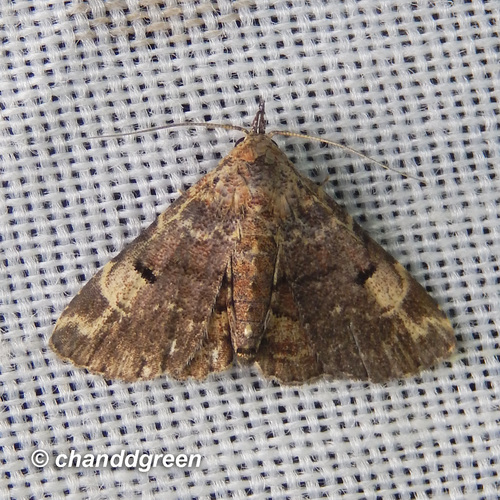 Maguda suffusa · iNaturalist