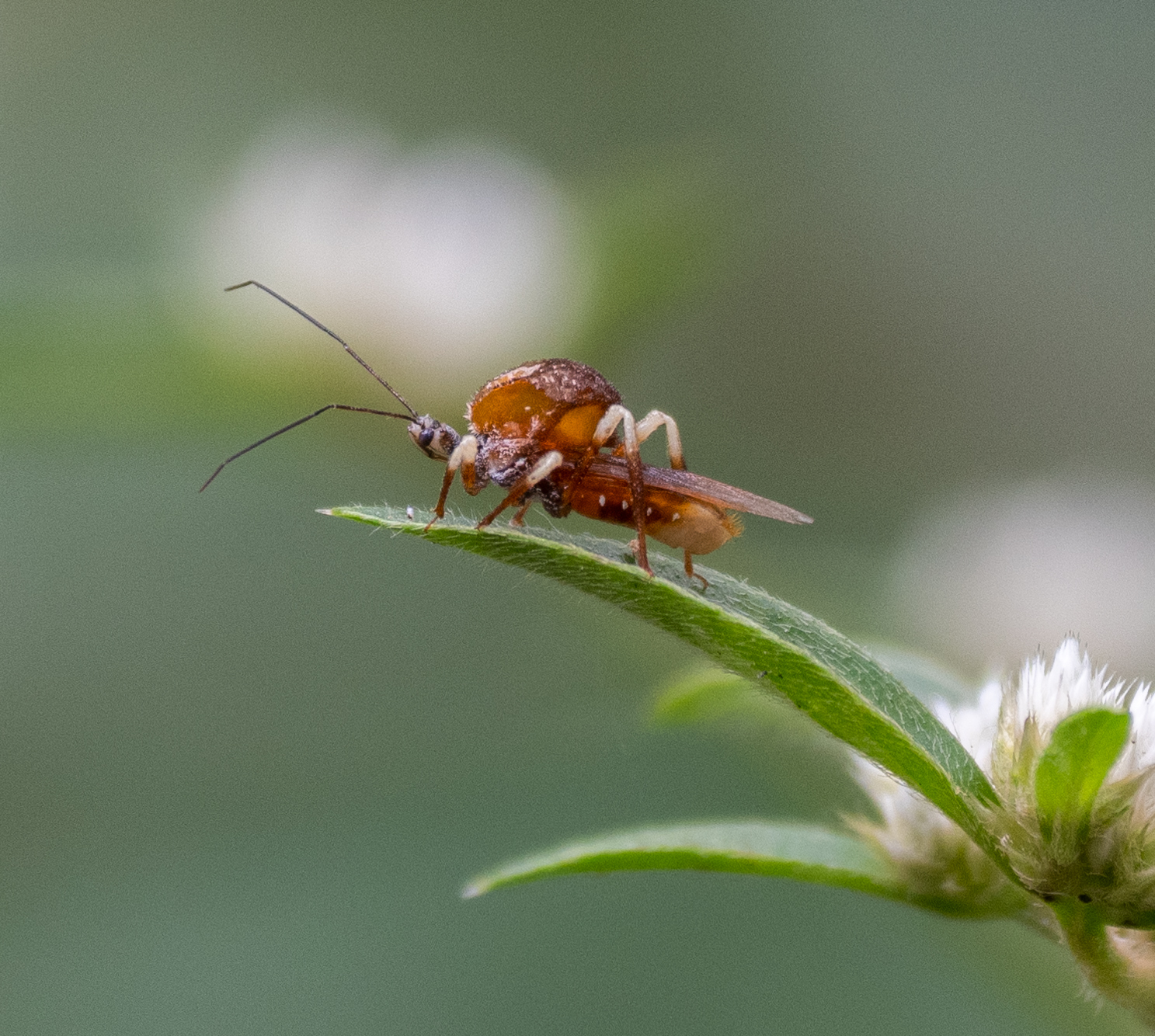 Notocyrtus Burmeister, 1835