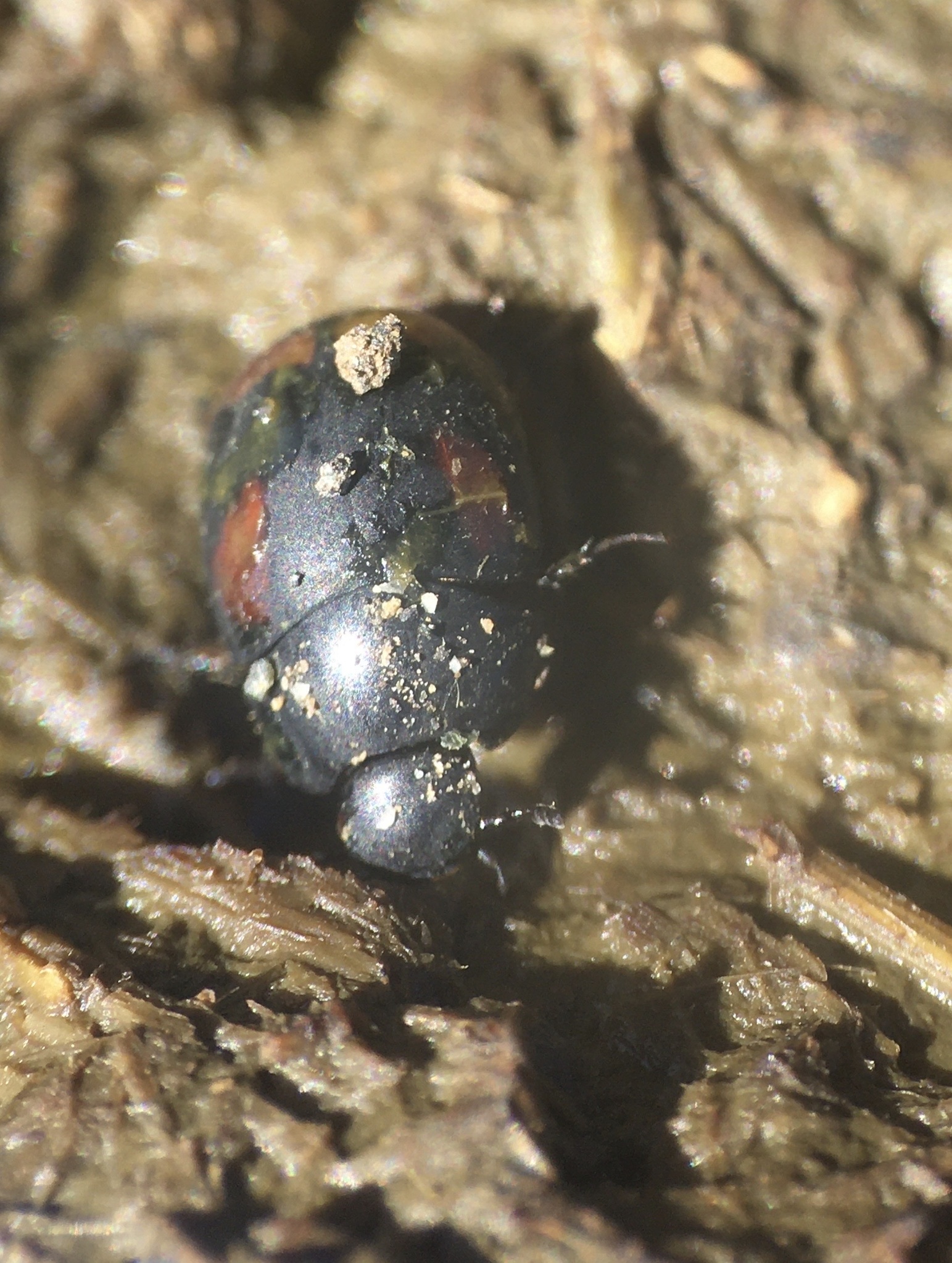 Sphaeridium scarabaeoides (Linnaeus, 1758)