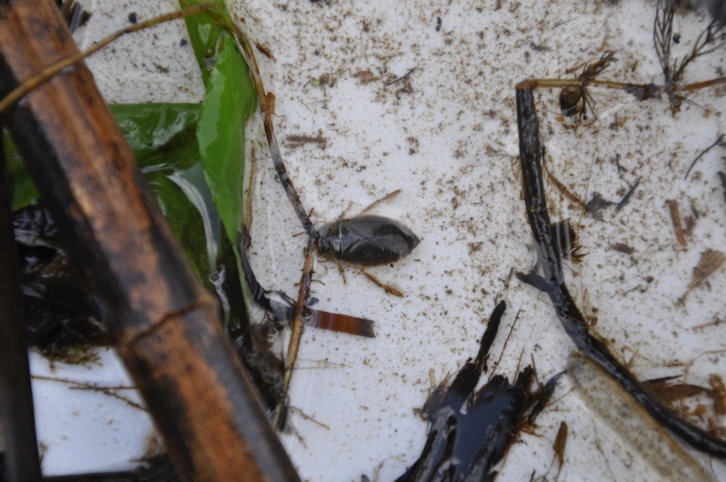 saucer bug from Czułów, Tychy, Polska on April 29, 2022 at 09:41 AM by ...
