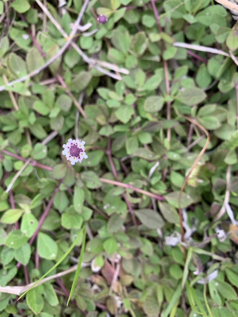 turkey tangle frogfruit from Water Catchment Area, West Palm Beach, FL ...