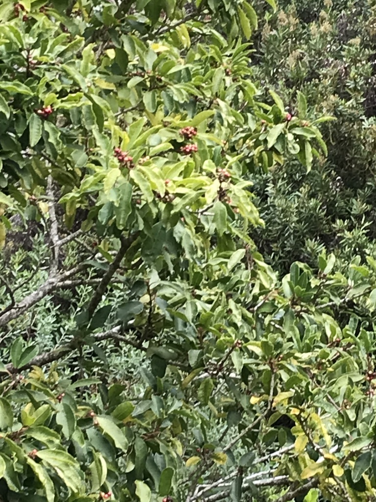 Cape Holly from Overberg District Municipality, South Africa on April ...