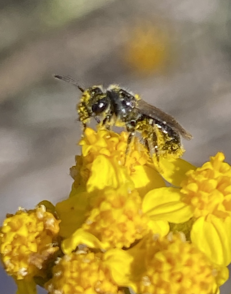 Panurginus from Mission Trails Regional Park, San Diego, CA, US on ...
