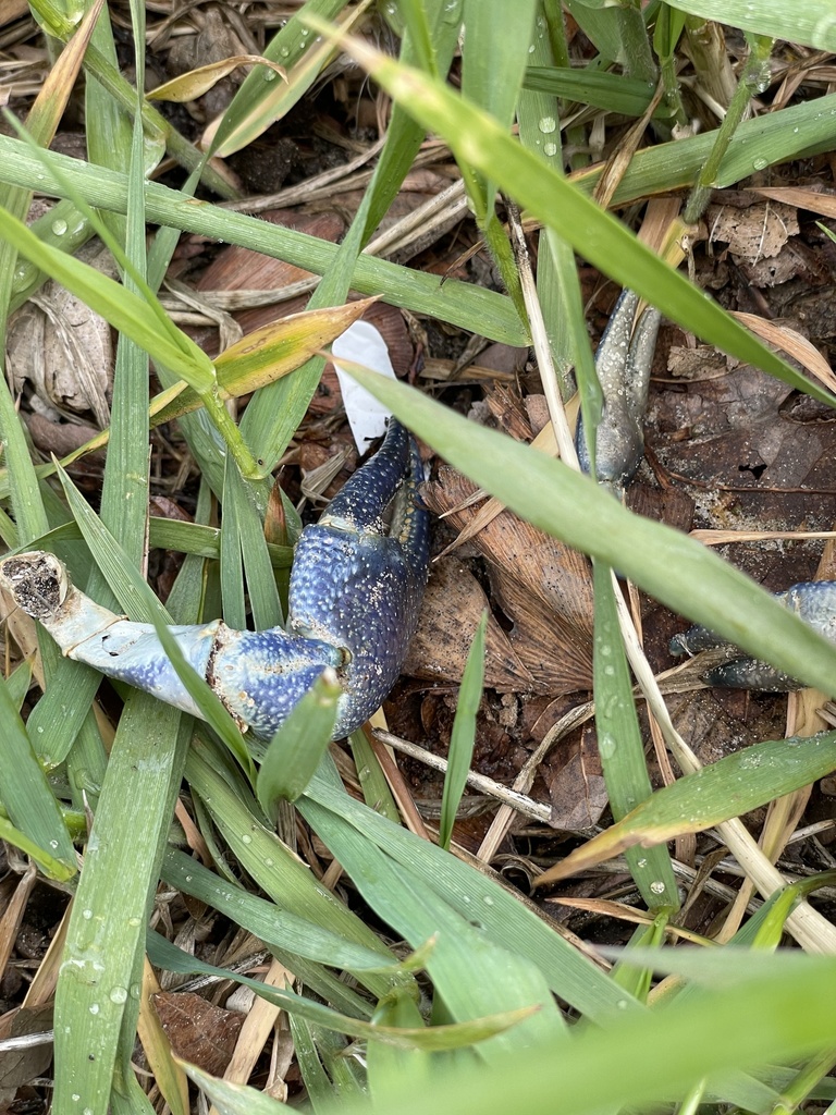 Faxonius from Woodlawn, Chicago, IL, US on April 30, 2022 at 01:51 PM ...