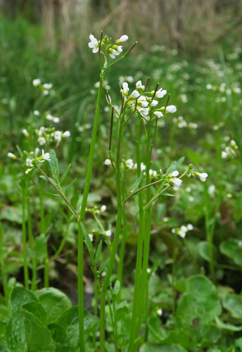 Cardamine occidentalis · NaturaLista Colombia