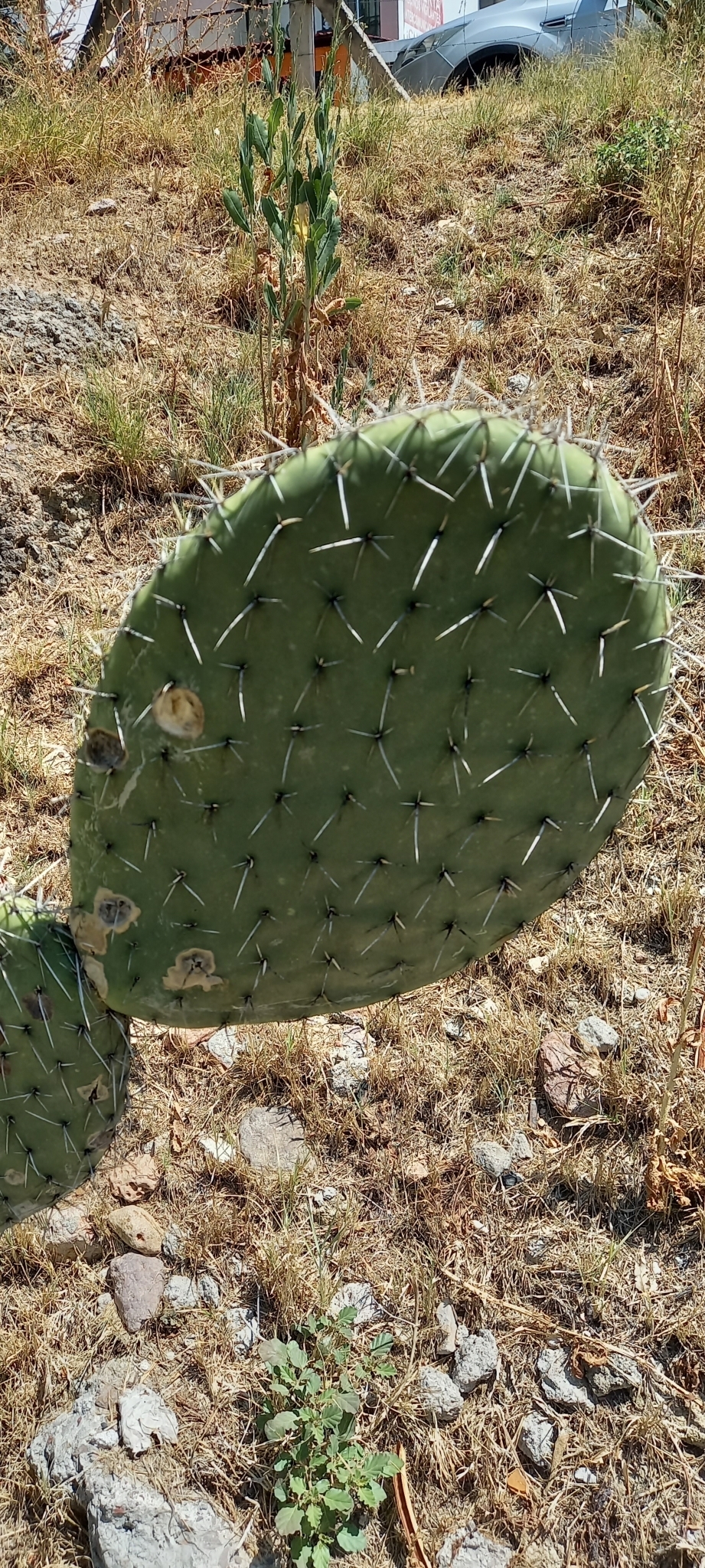 Opuntia streptacantha Lem.