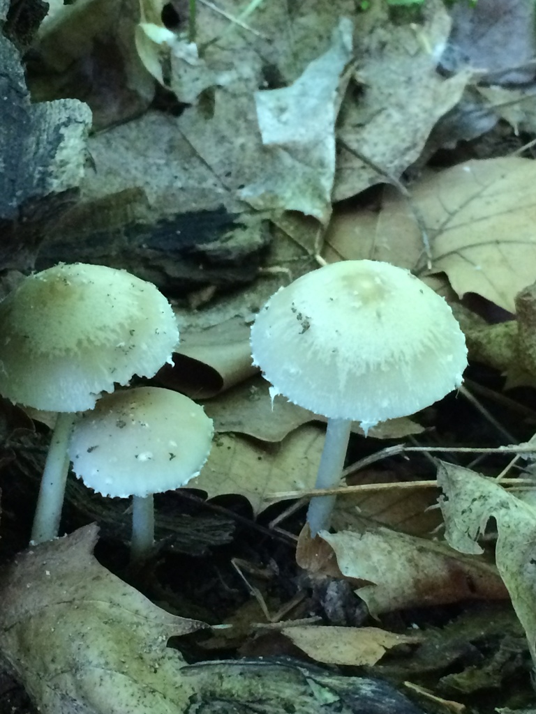 Pale Brittlestem from Eagle Creek Park, Indianapolis, IN, US on June 02 ...